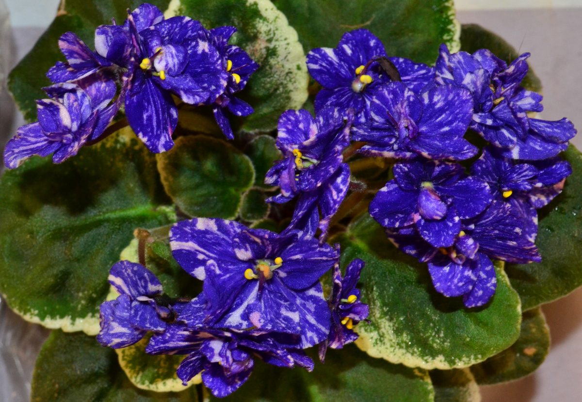 African Violet Society of America and Local AV Clubs – Baby Violets