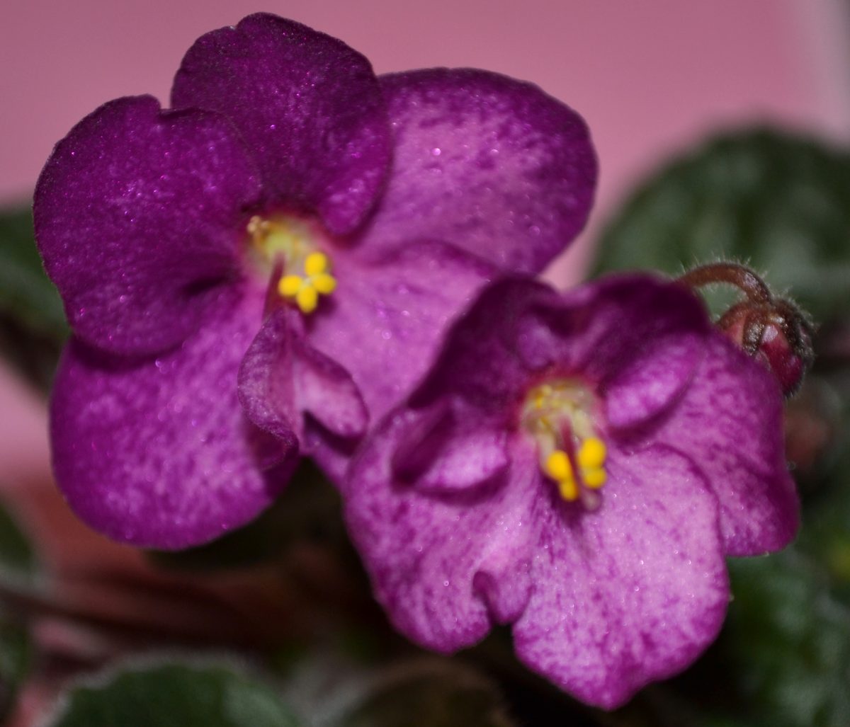 African Violet Society of America and Local AV Clubs – Baby Violets
