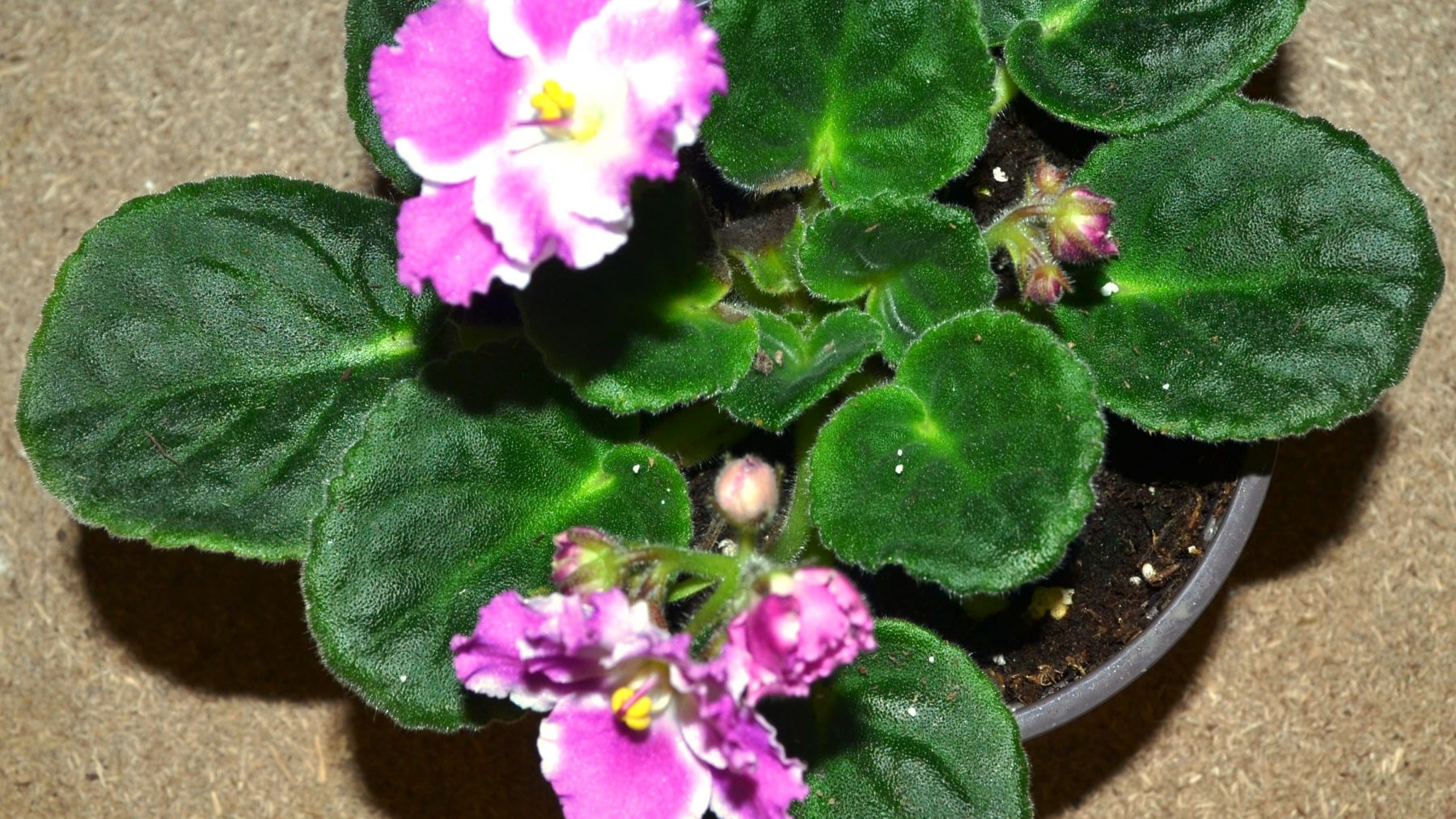 African Violet Society of America and Local AV Clubs - Baby Violets