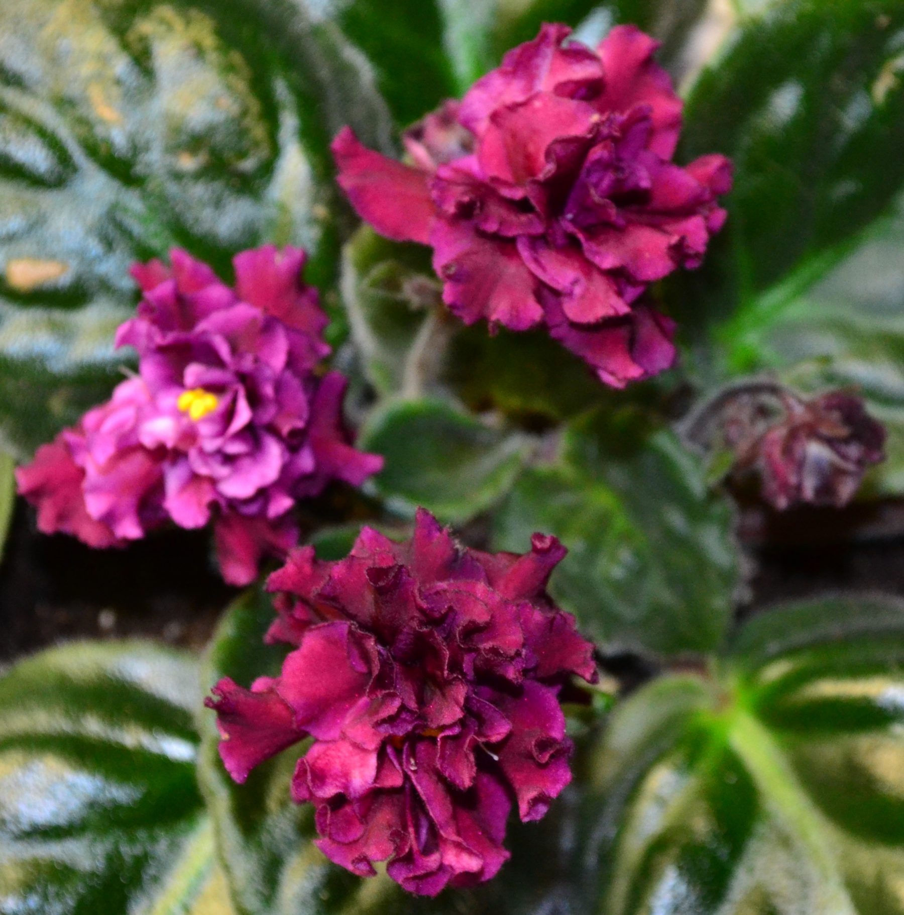 African Violet Society of America and Local AV Clubs – Baby Violets