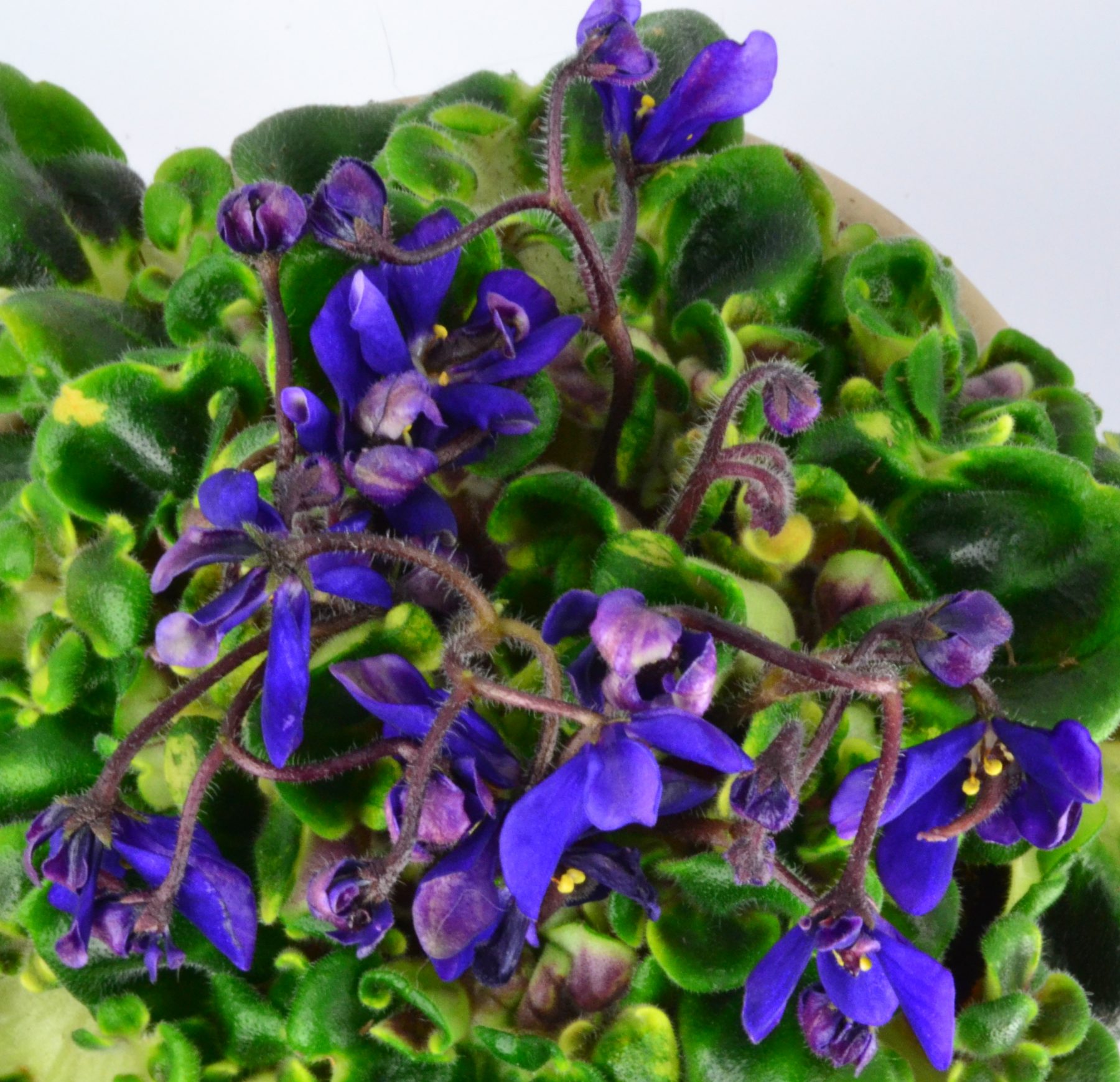 African Violet Society of America and Local AV Clubs – Baby Violets
