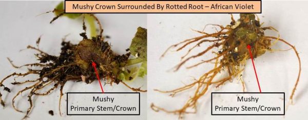 Root Rot on African Violet Plants – Baby Violets