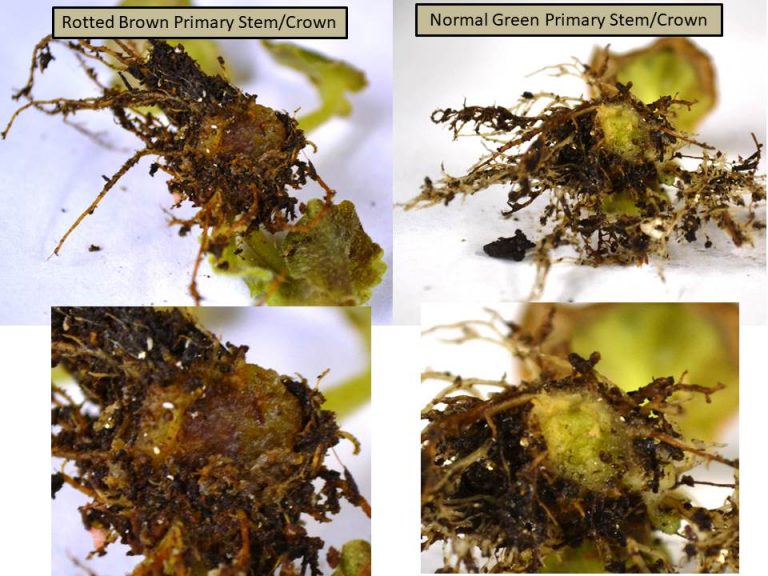 Root Rot on African Violet Plants – Baby Violets