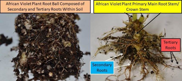 Root Rot on African Violet Plants – Baby Violets