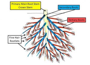 Root Rot on African Violet Plants – Baby Violets
