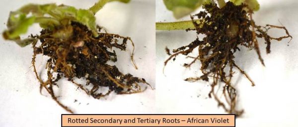 Root Rot on African Violet Plants – Baby Violets