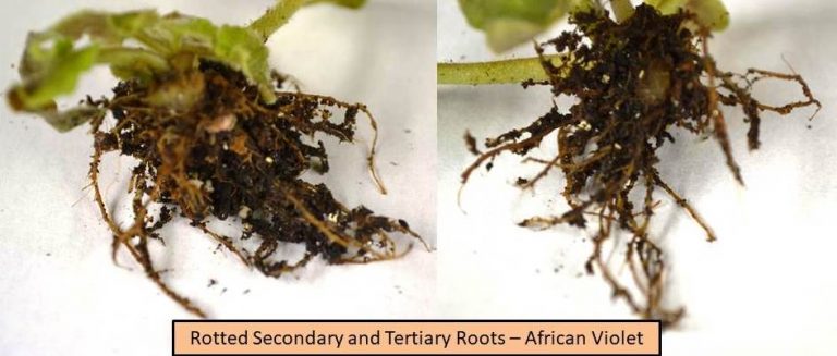Root Rot on African Violet Plants – Baby Violets