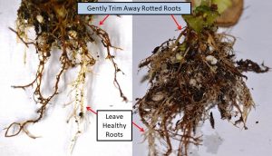 Root Rot on African Violet Plants – Baby Violets