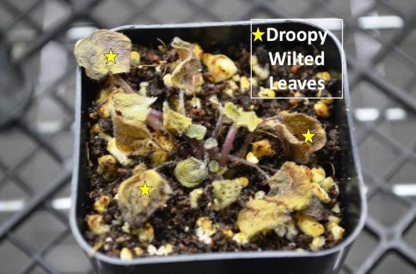 Root Rot on African Violet Plants – Baby Violets