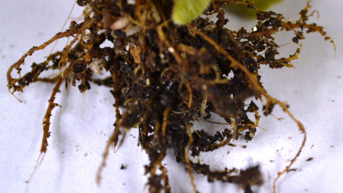 Root Rot on African Violet Plants - Baby Violets
