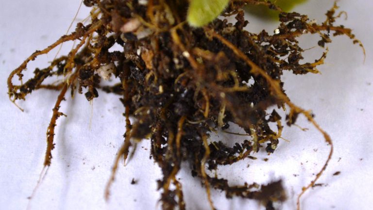 Root Rot on African Violet Plants - Baby Violets