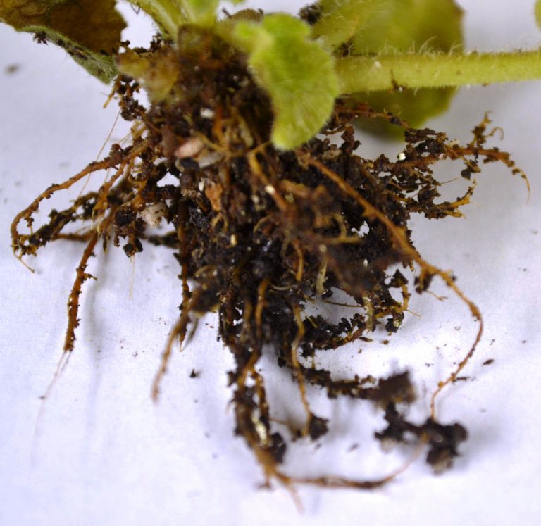 Whats Wrong With My African Violet? – Baby Violets