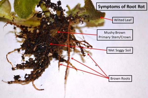 Root Rot on African Violet Plants – Baby Violets