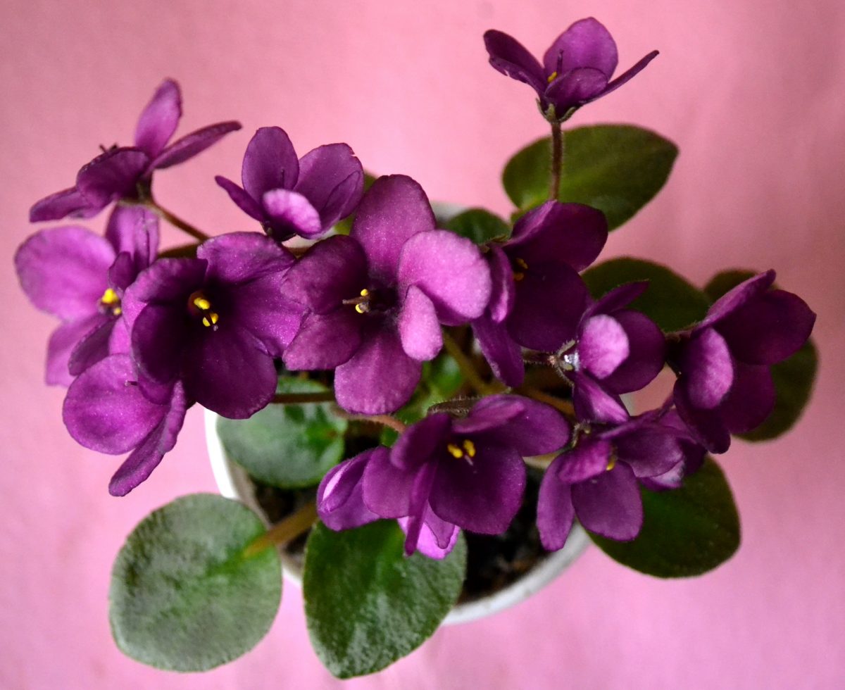 How To Groom African Violet Plants? – Baby Violets