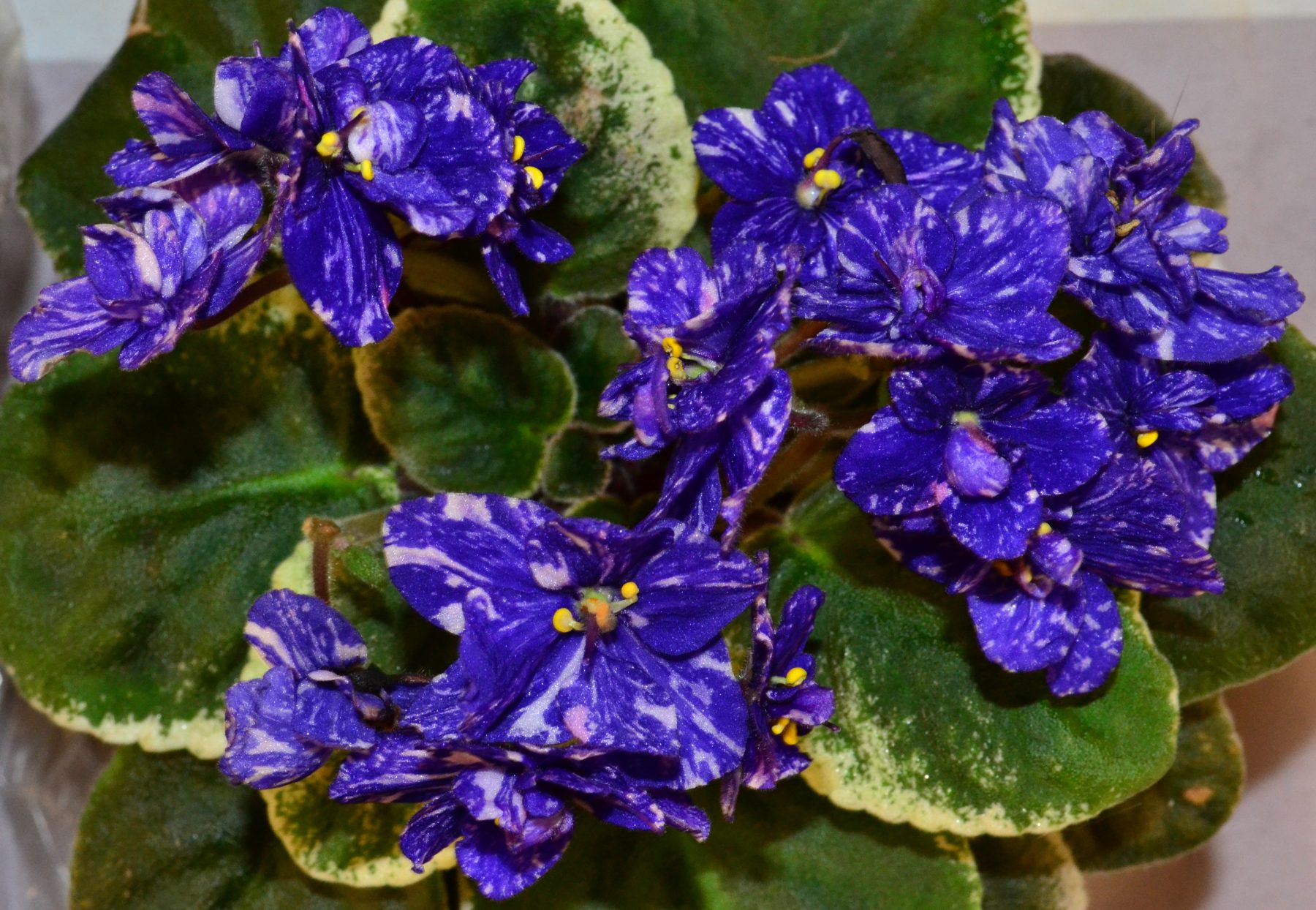 How To Groom African Violet Plants? – Baby Violets