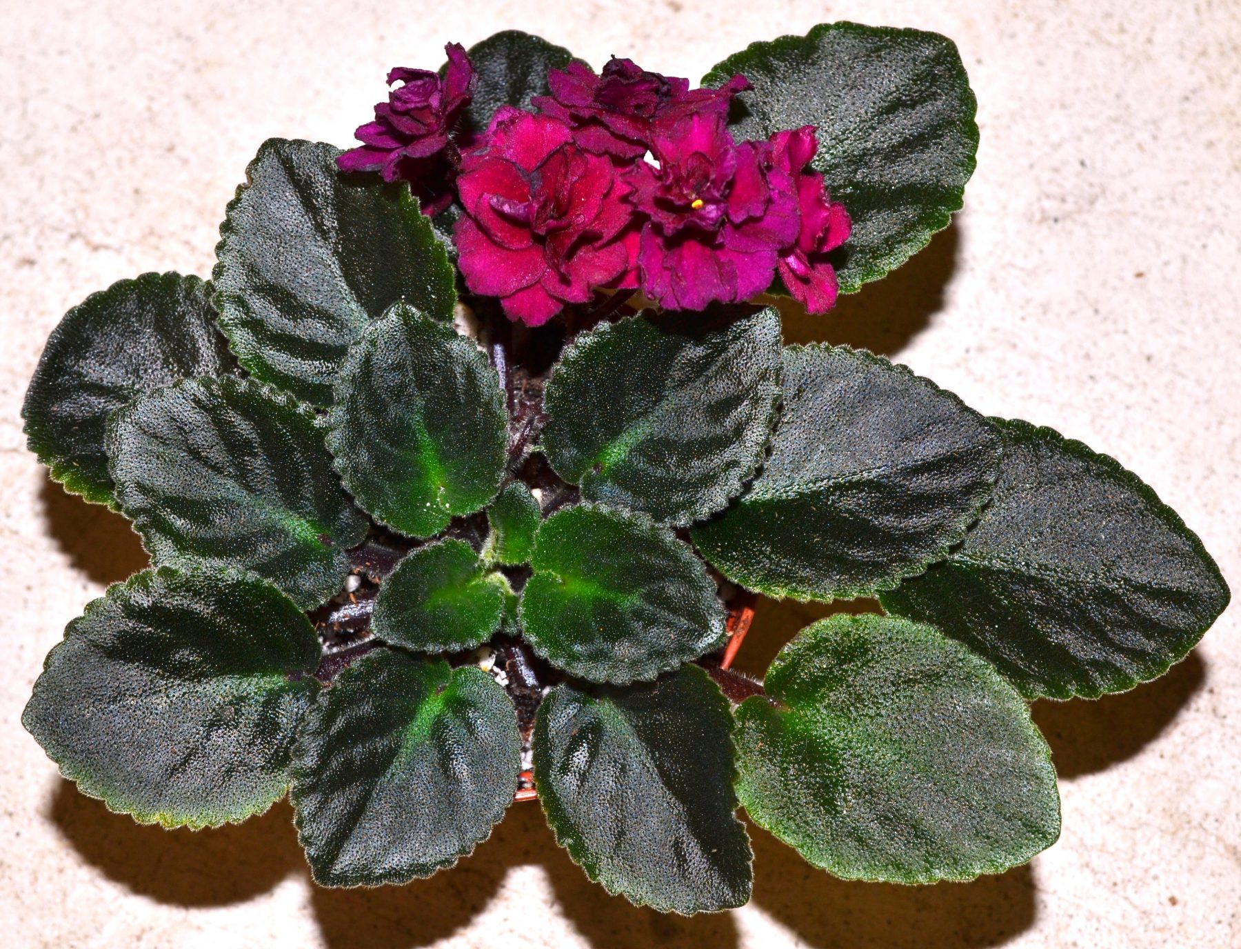 How To Groom African Violet Plants? – Baby Violets