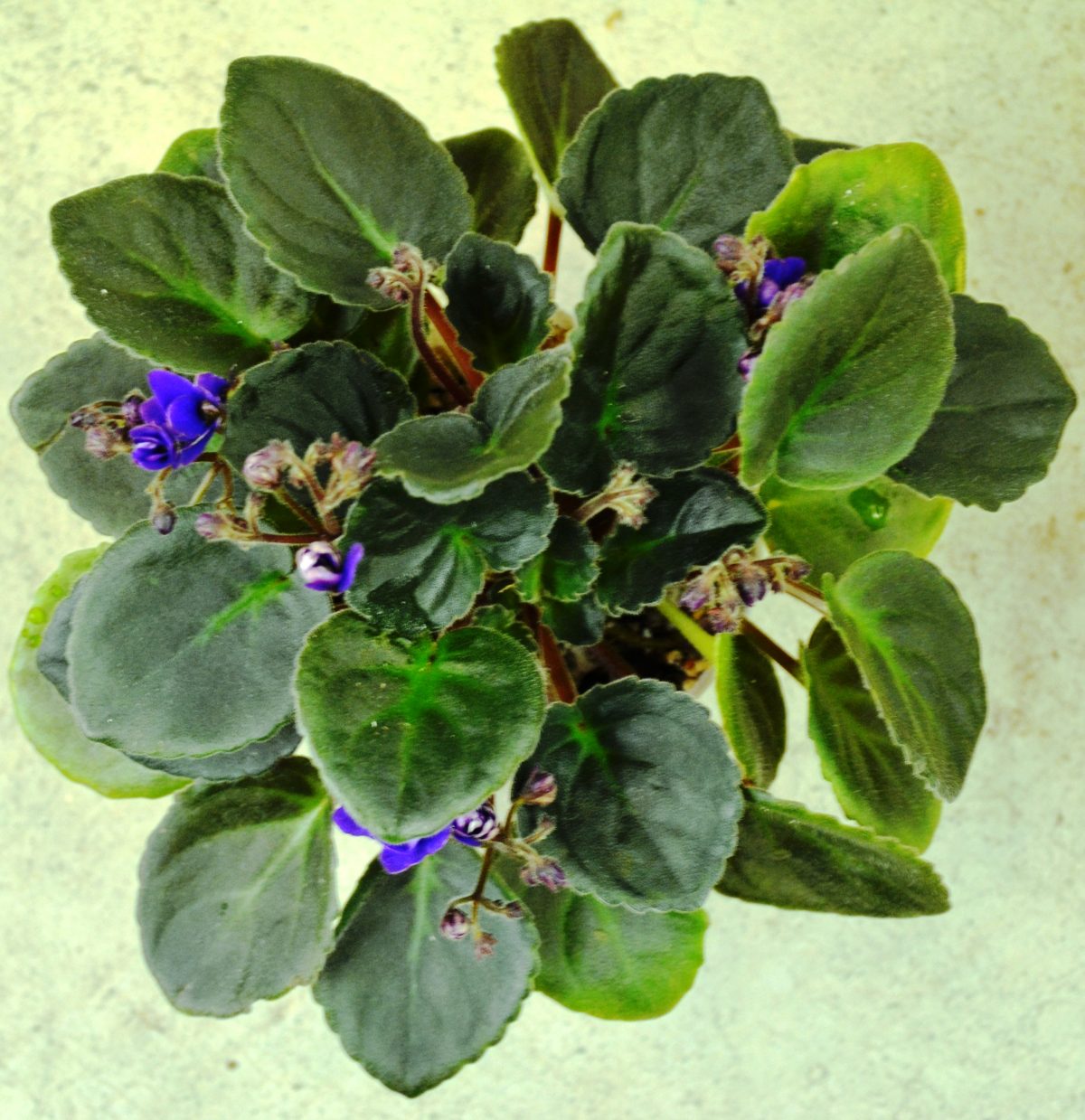 African Violet Show Plants: How To Begin? – Baby Violets