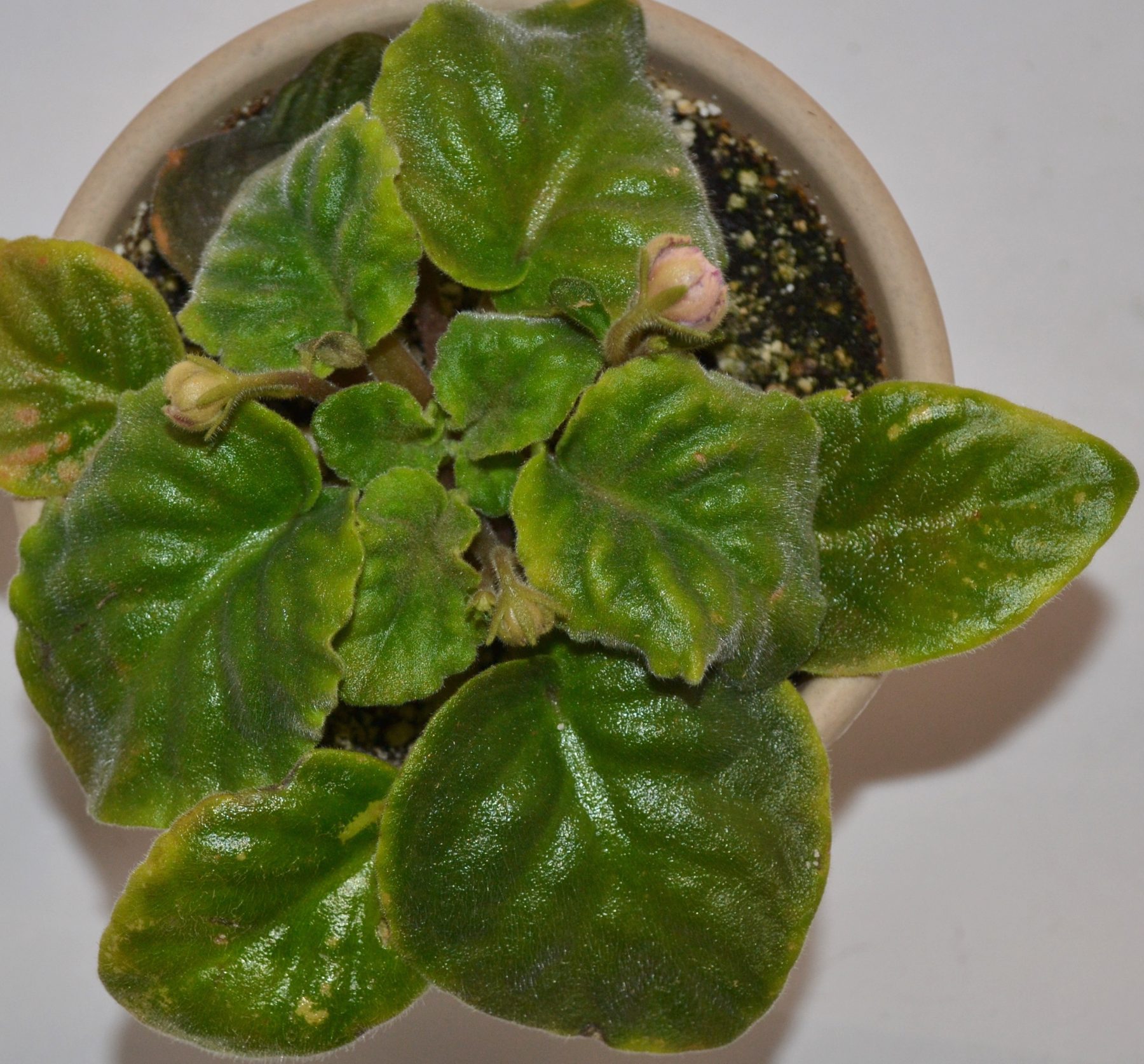 Why Are My African Violet Leaves Curling Upwards or Downwards? – Baby ...