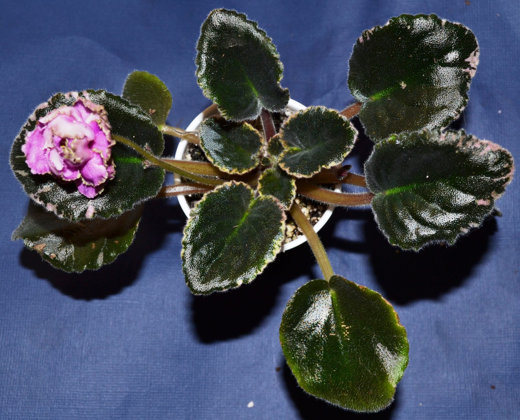 Why Are My African Violet Leaves Curling Upwards or Downwards? – Baby ...