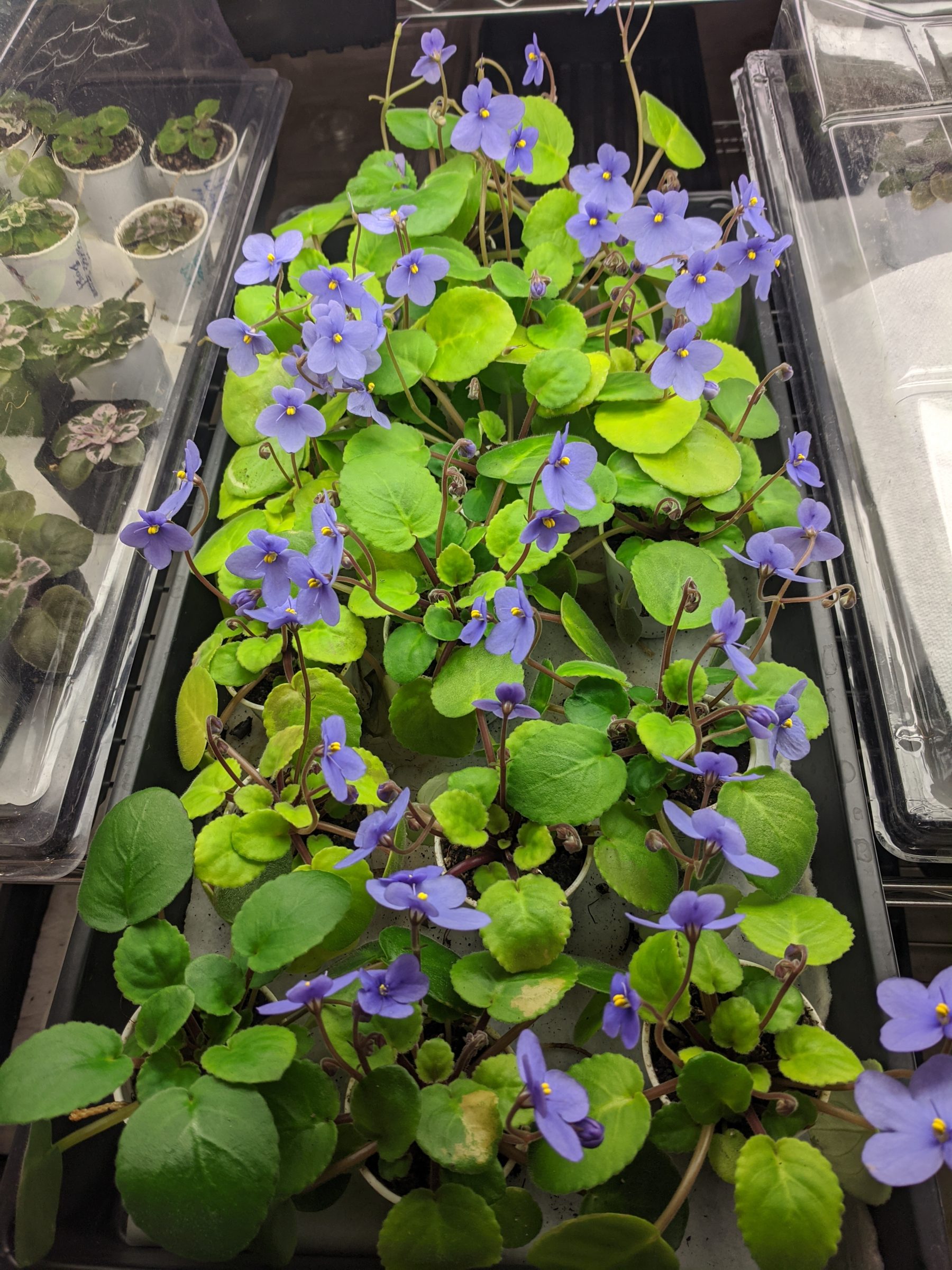 Artificial Lighting For African Violet Plants: Part I Fluorescent ...