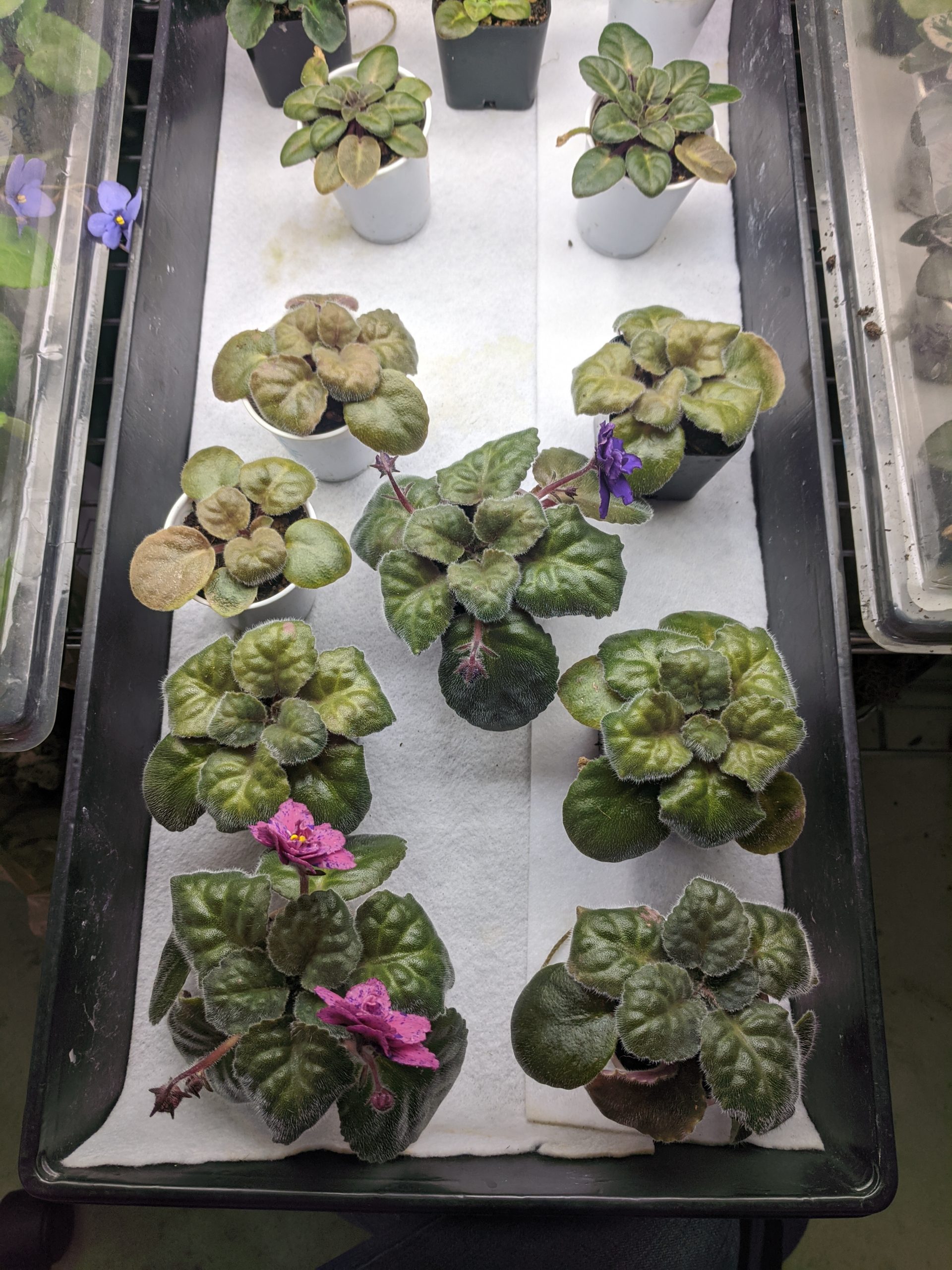 Artificial Lighting For African Violet Plants: Part I Fluorescent ...