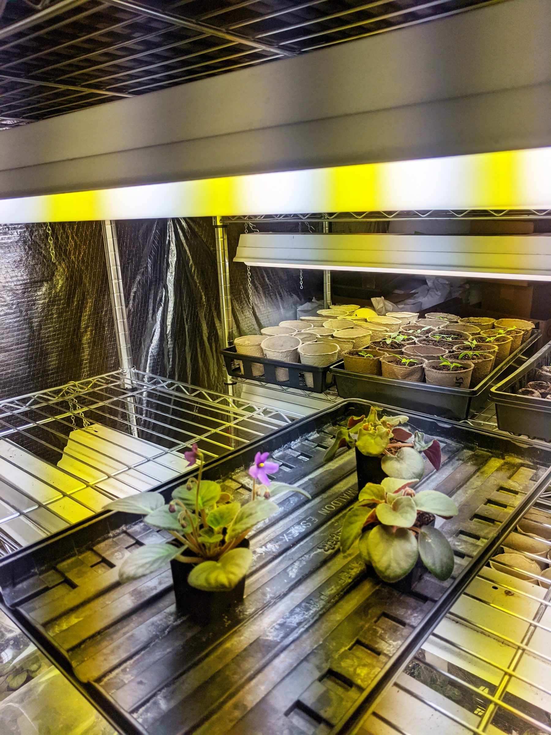 Artificial Lighting For African Violet Plants: Part I Fluorescent ...