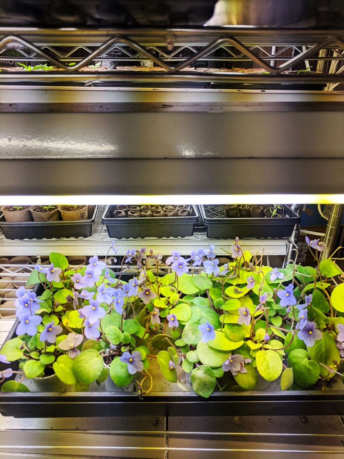Artificial Lighting For African Violet Plants: Part I Fluorescent ...