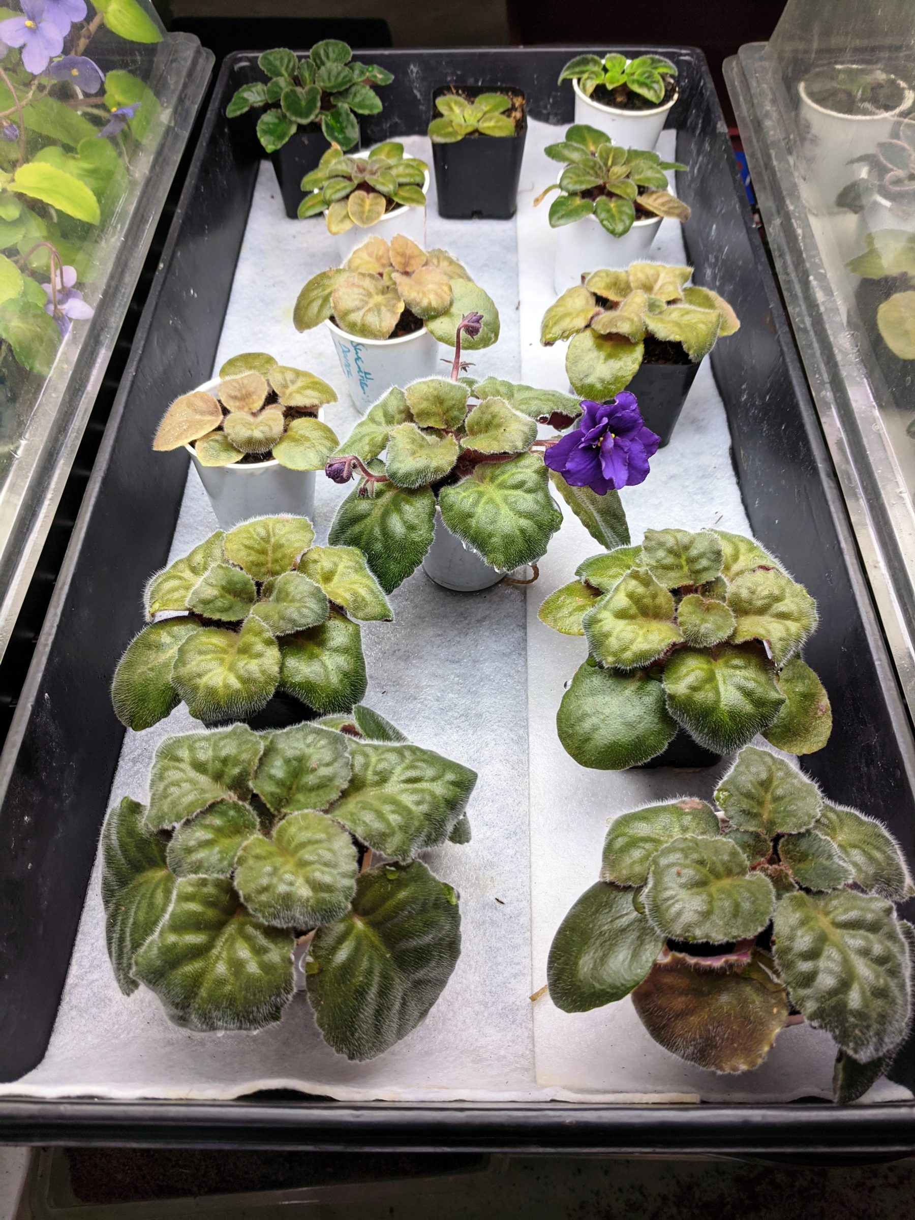 Artificial Lighting For African Violet Plants: Part I Fluorescent ...