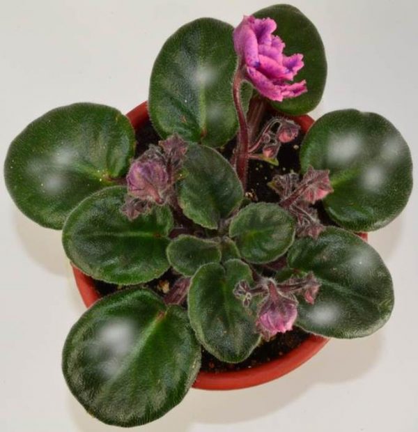 Powdery Mildew on African Violet Plants – Baby Violets