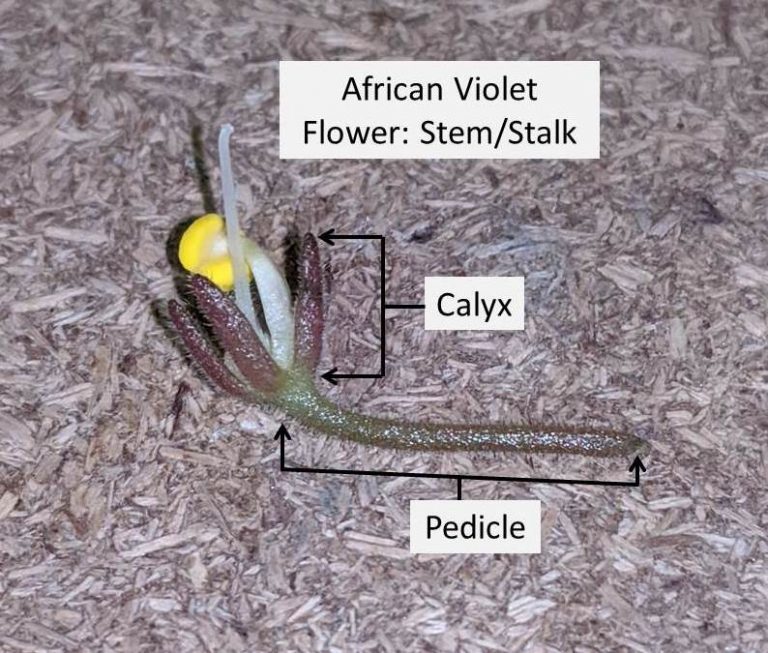 Anatomy Of African Violet Flowers And Leaves – Baby Violets