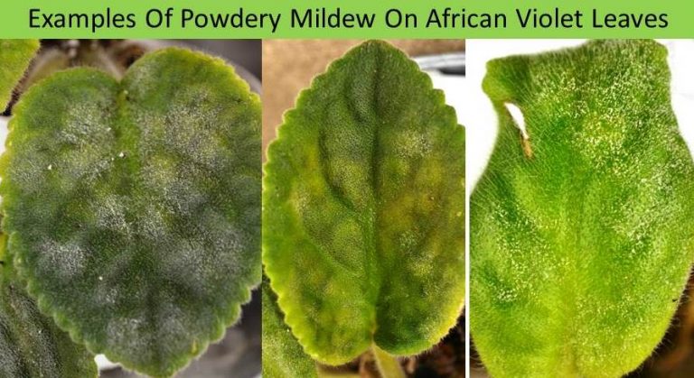 Powdery Mildew on African Violet Plants – Baby Violets