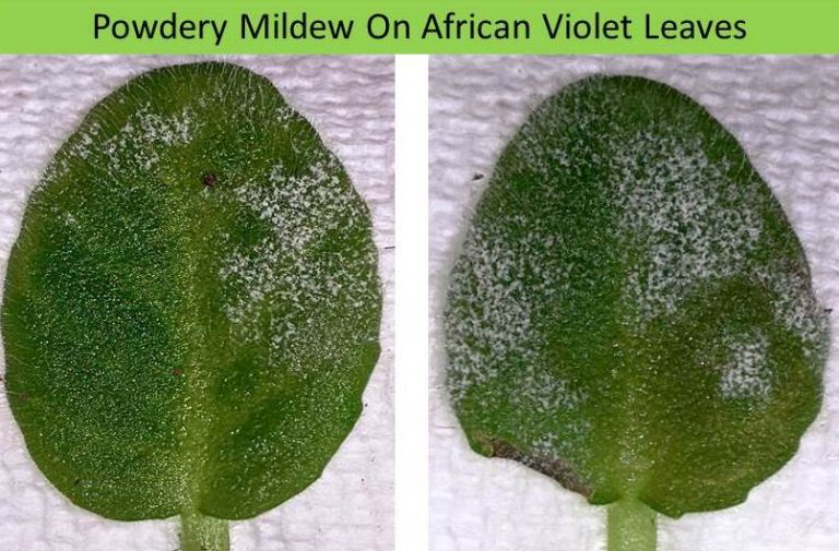 Powdery Mildew on African Violet Plants – Baby Violets