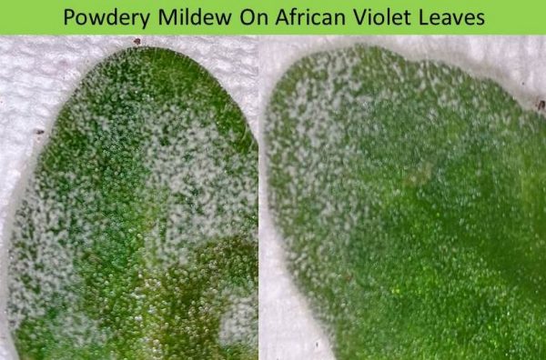 Powdery Mildew on African Violet Plants – Baby Violets