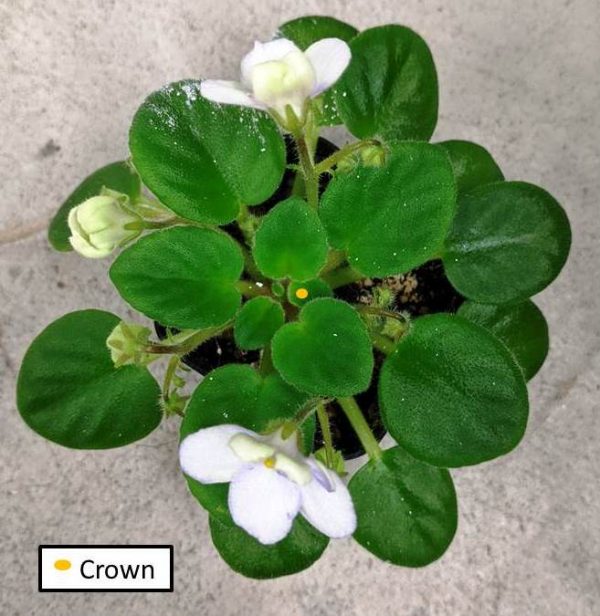 How To Count Leaf Rows (Whorls Of Leaves) On African Violet Plants ...