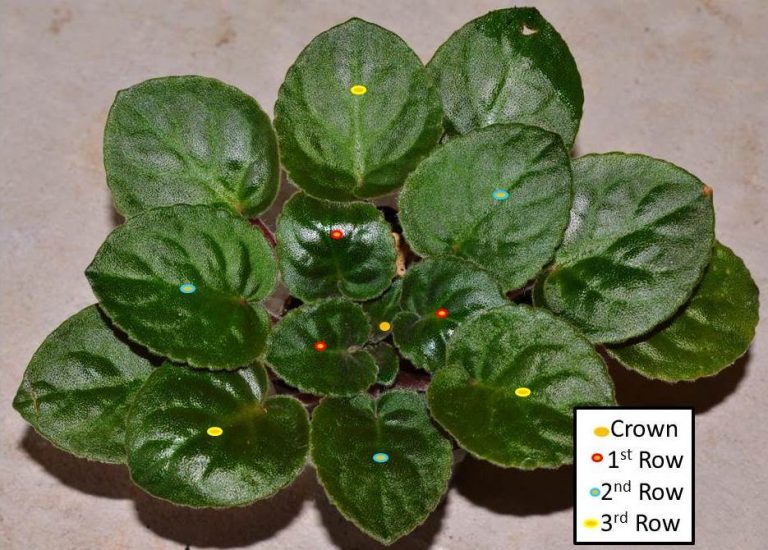 How To Count Leaf Rows (Whorls Of Leaves) On African Violet Plants ...