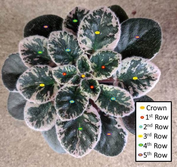 How To Count Leaf Rows (Whorls Of Leaves) On African Violet Plants ...