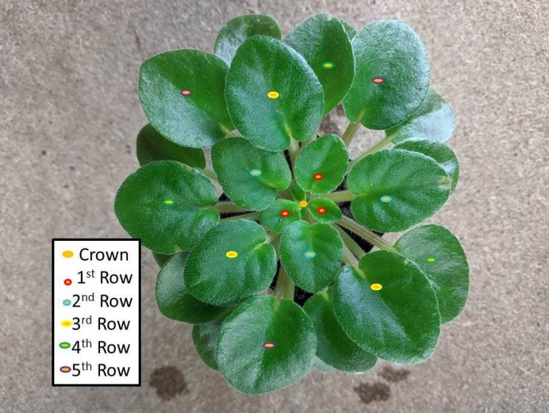 How To Count Leaf Rows (Whorls Of Leaves) On African Violet Plants ...