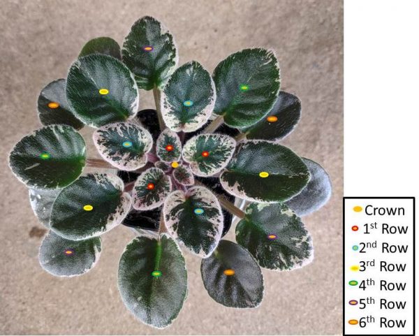 How To Count Leaf Rows (Whorls Of Leaves) On African Violet Plants ...