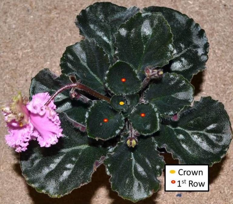 How To Count Leaf Rows (Whorls Of Leaves) On African Violet Plants ...
