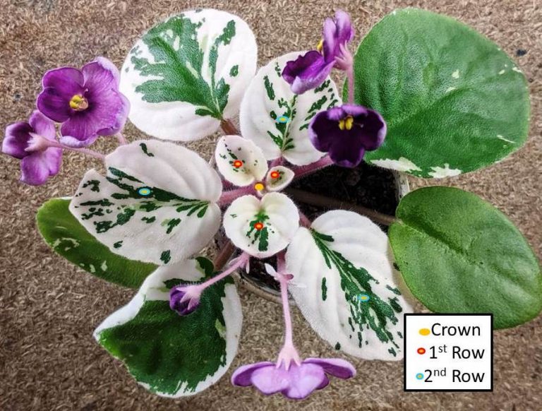 How To Count Leaf Rows (Whorls Of Leaves) On African Violet Plants ...