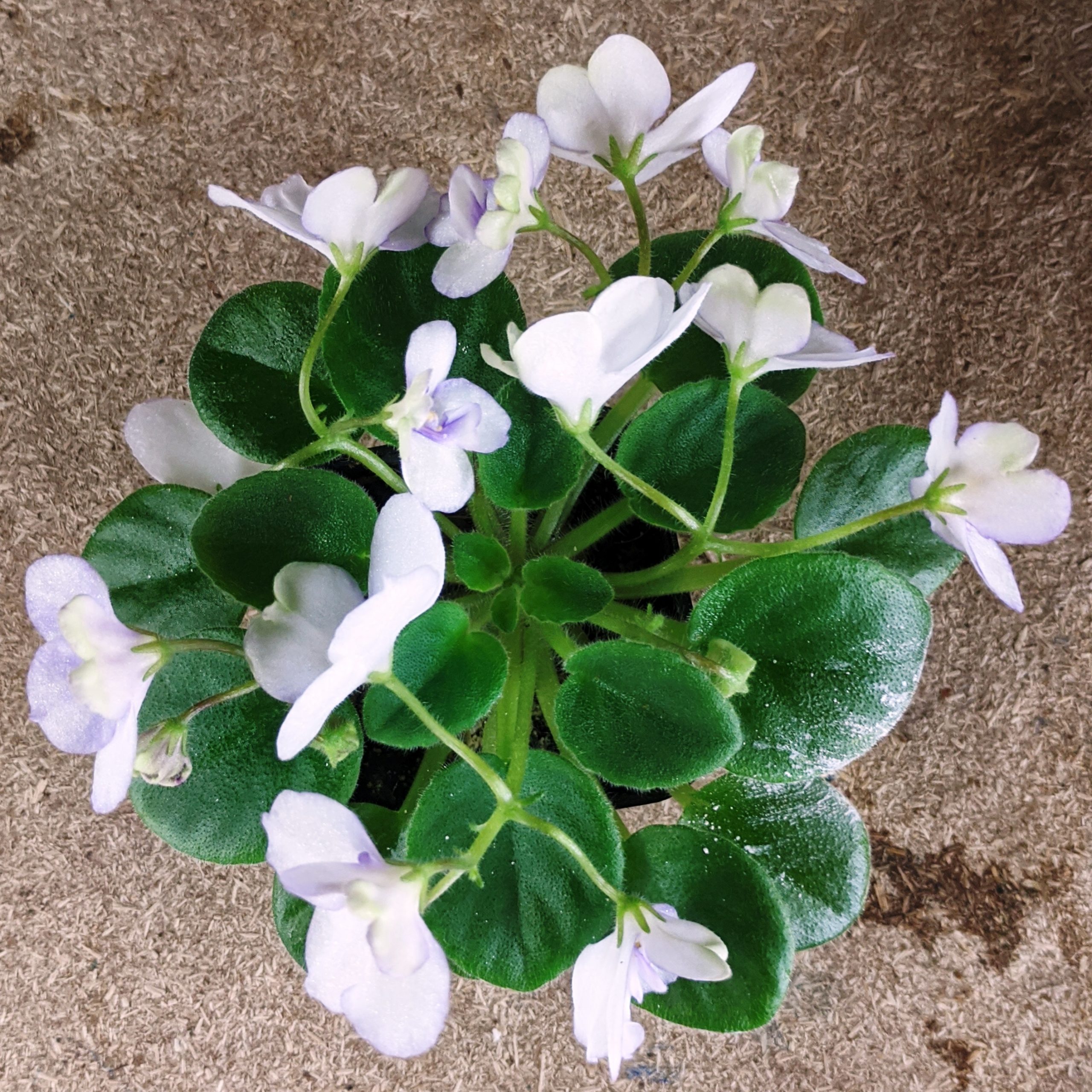 How To Count Leaf Rows (Whorls Of Leaves) On African Violet Plants ...