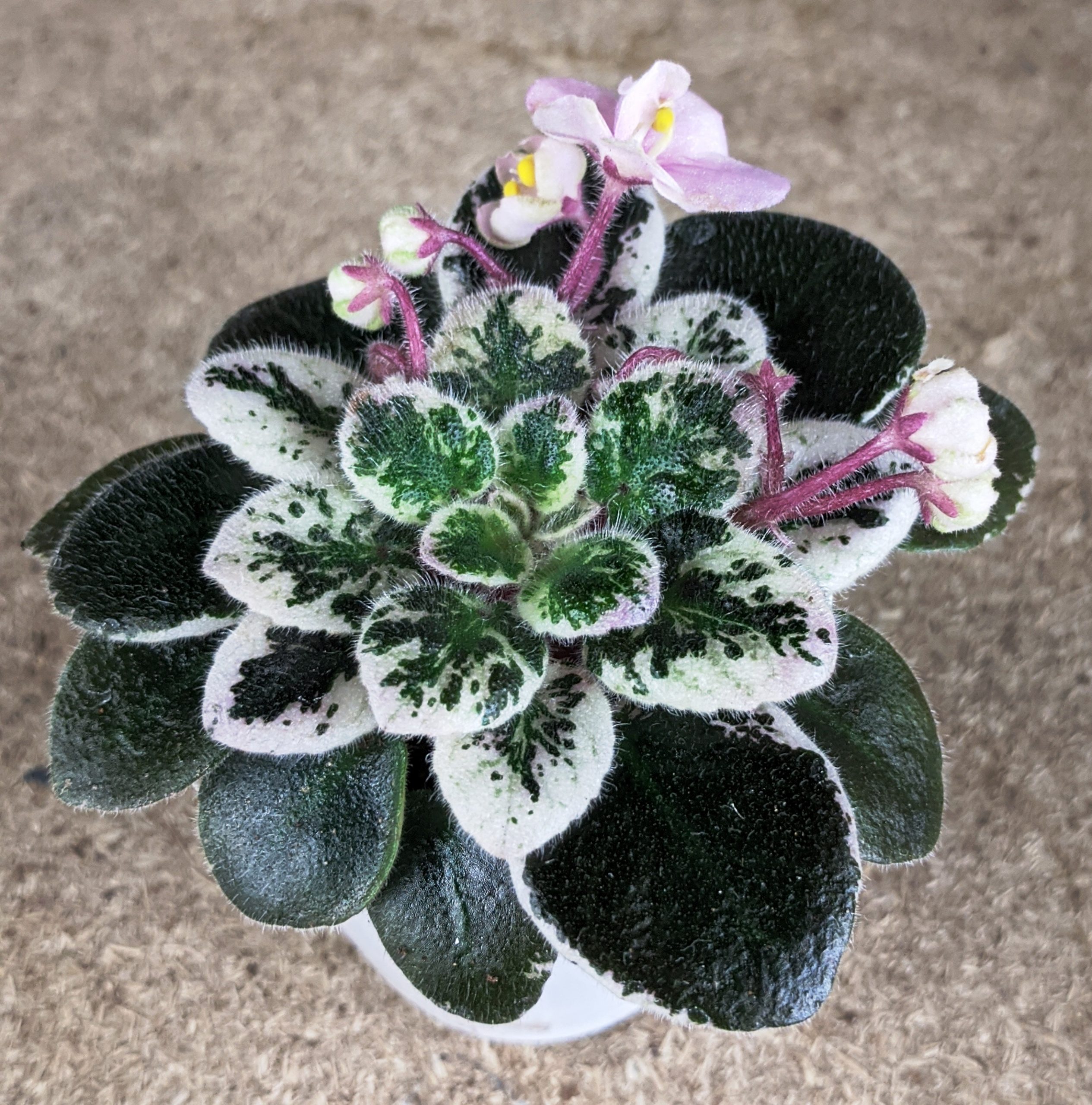 How To Count Leaf Rows (Whorls Of Leaves) On African Violet Plants ...
