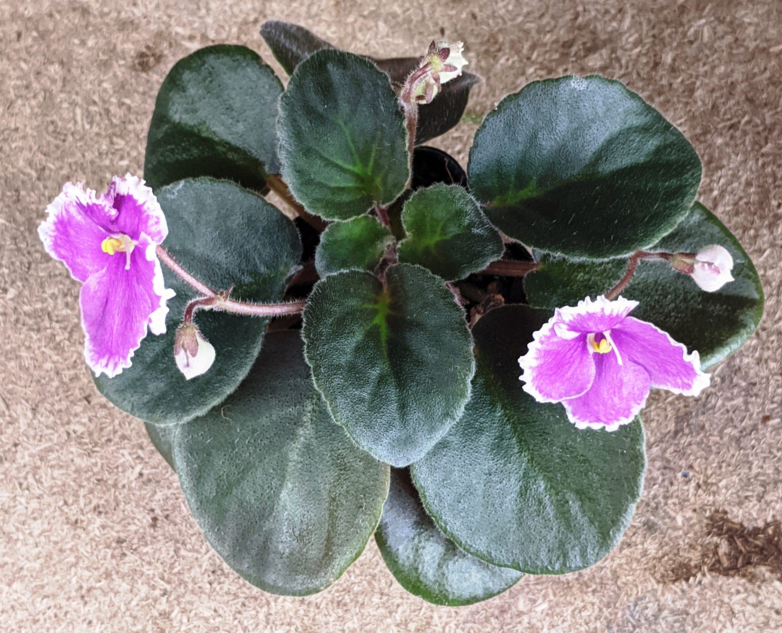 How To Count Leaf Rows (Whorls Of Leaves) On African Violet Plants ...