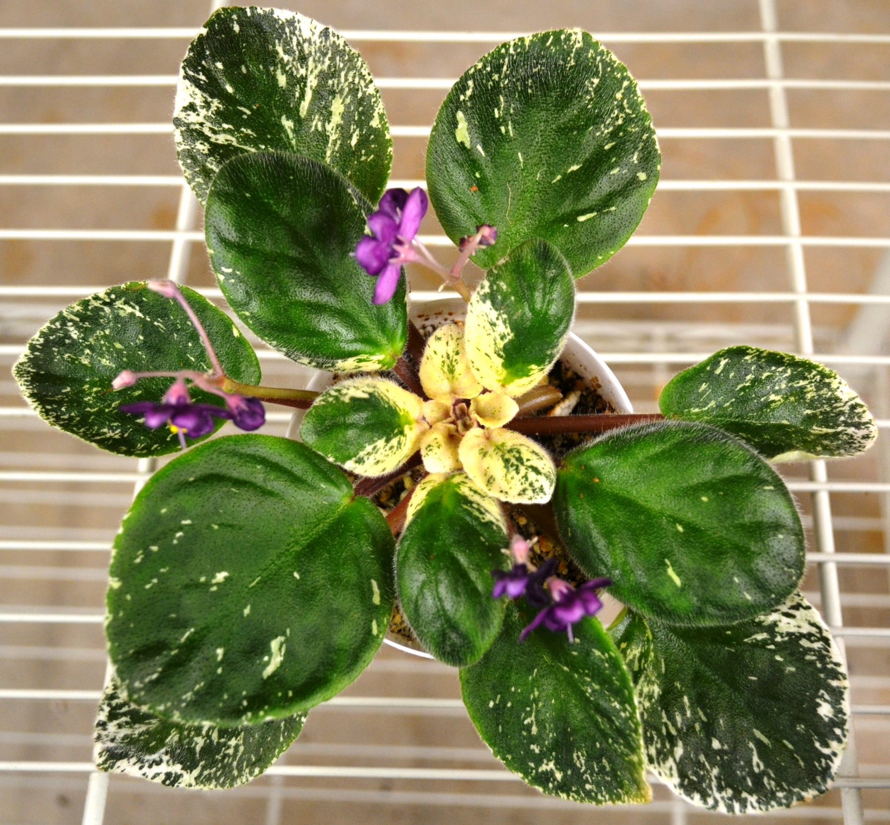 How To Count Leaf Rows (Whorls Of Leaves) On African Violet Plants ...
