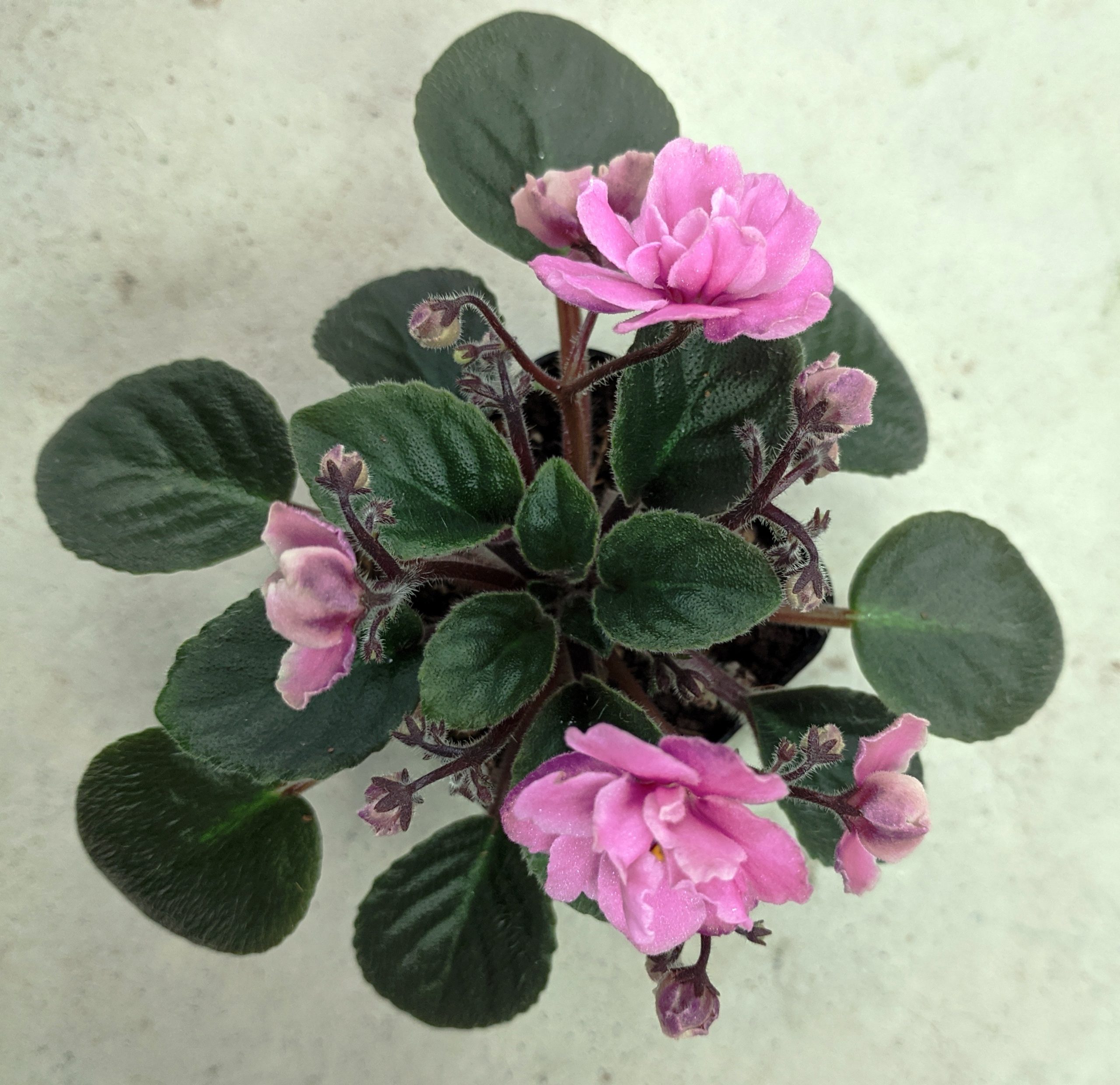 How To Count Leaf Rows (Whorls Of Leaves) On African Violet Plants ...