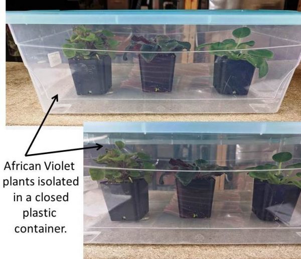 What To Do When Bringing Home A New African Violet Plant? – Baby Violets