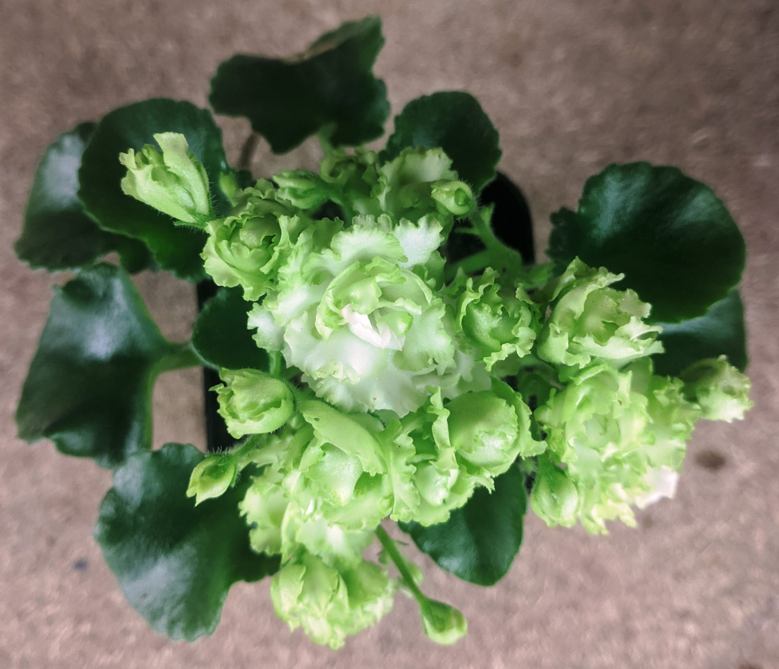 What To Do When Bringing Home A New African Violet Plant? - Baby Violets