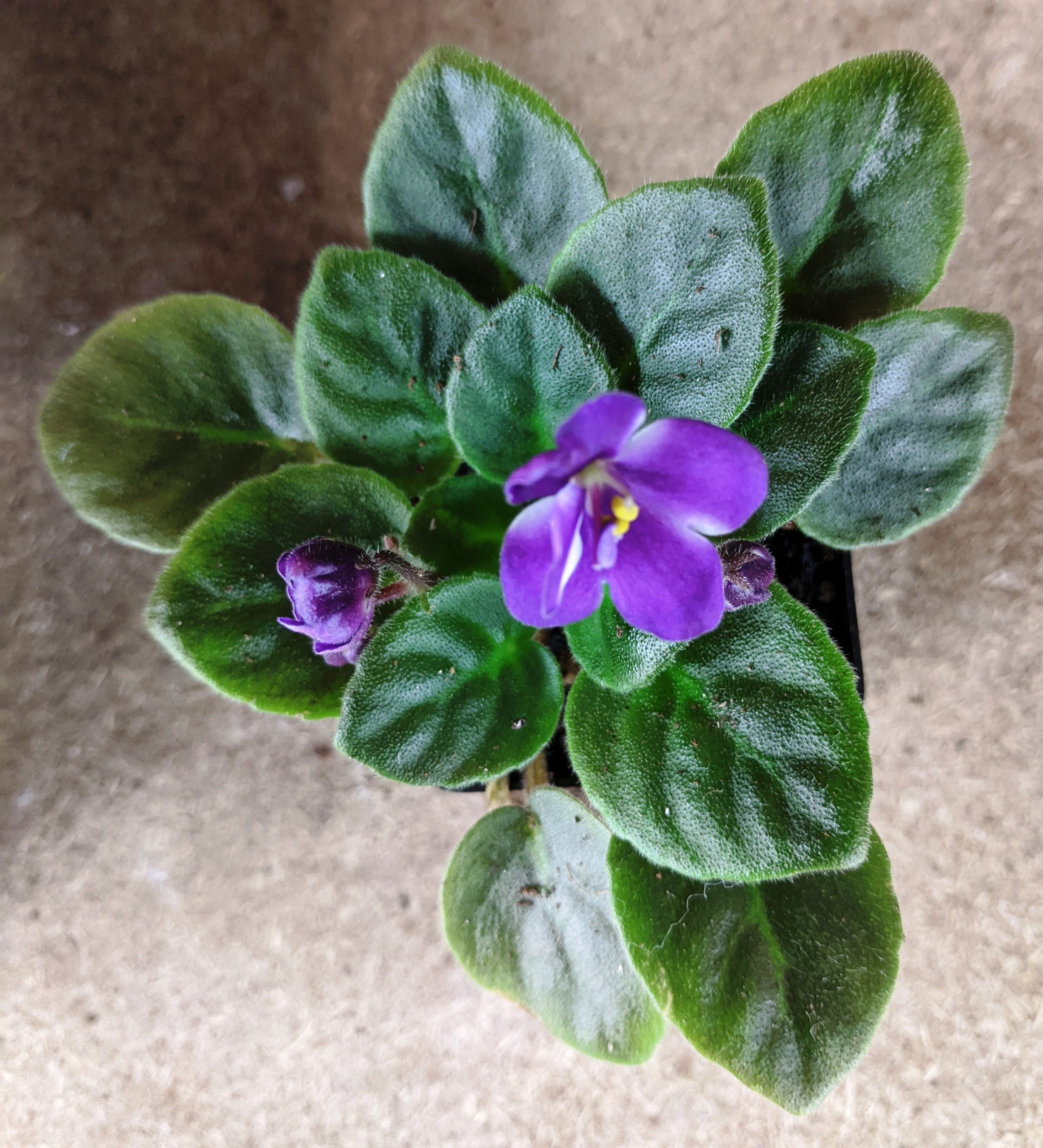 What To Do When Bringing Home A New African Violet Plant? - Baby Violets