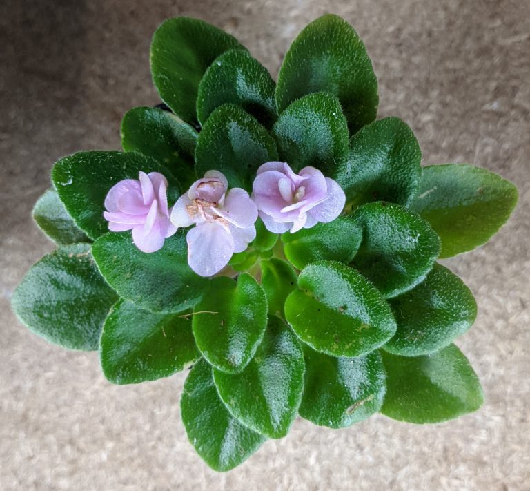 What To Do When Bringing Home A New African Violet Plant? – Baby Violets