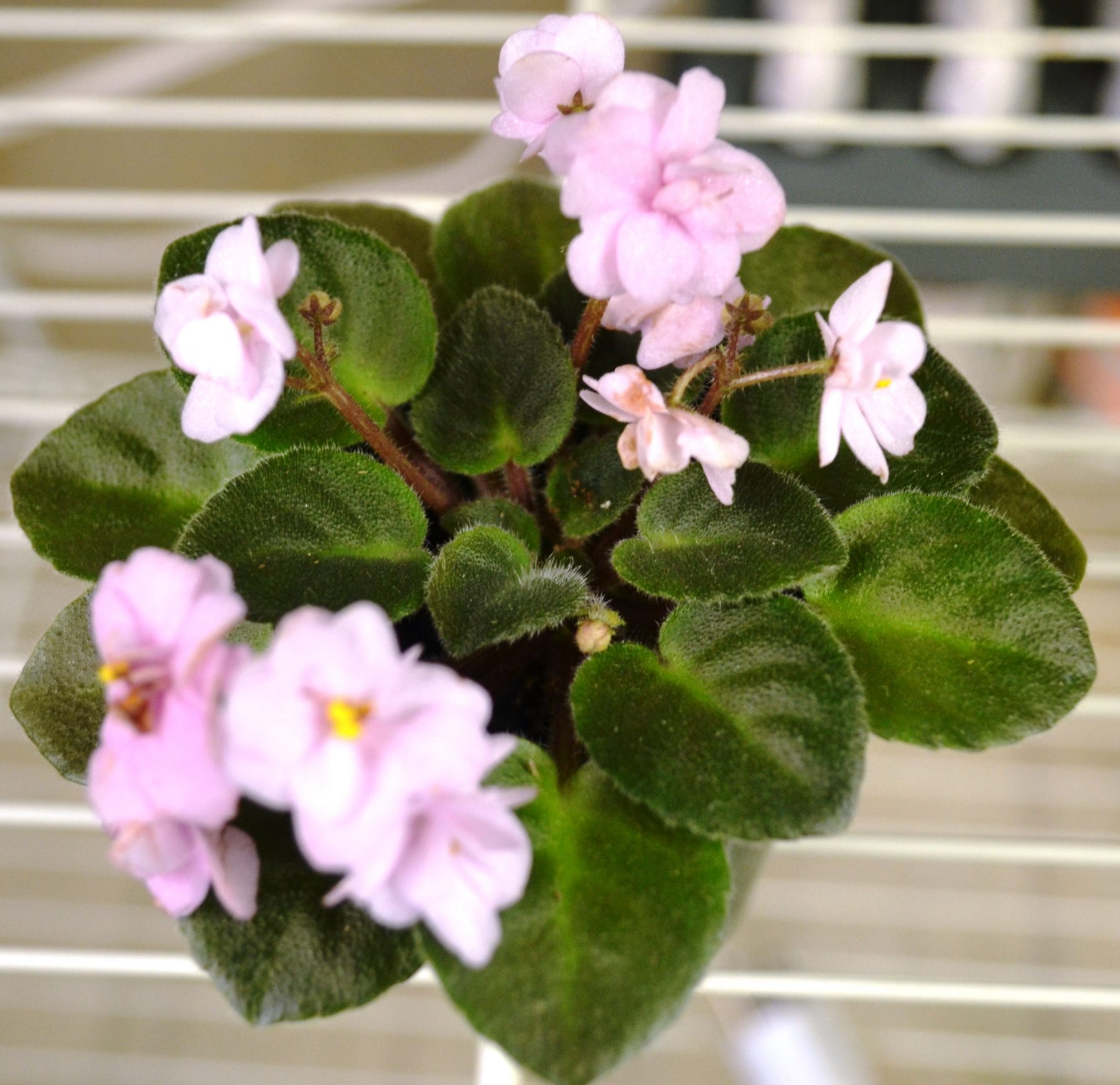 What Pot Size To Use For African Violet Plants? – Baby Violets